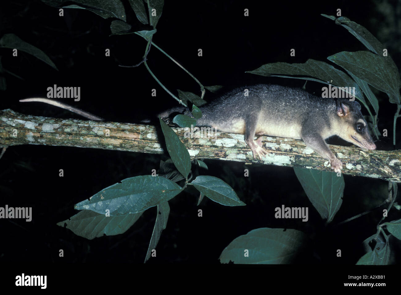 Opossum philander opossum Sanz VISUAL WRITTEN Stock Photo - Alamy