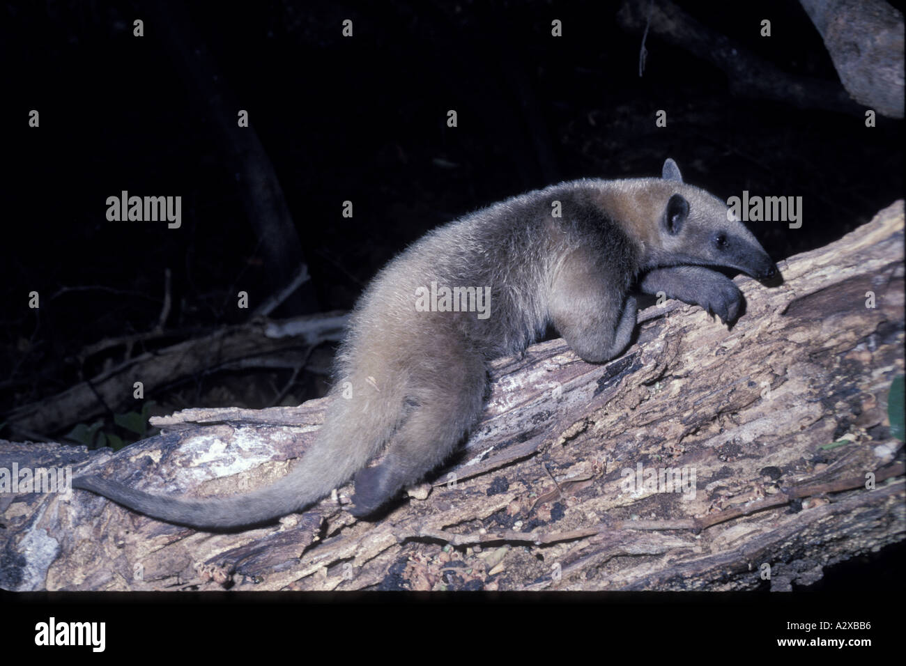 Tamandua Anteater Tamandua tetrdactyla Amazon Rainforest Peru Sanz ...