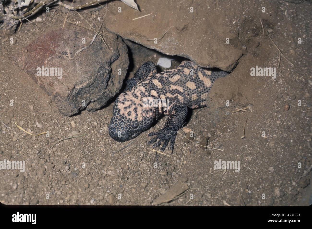 Gila monster in desert burrow Heloderma suspectum Mexico Sanz VISUAL ...