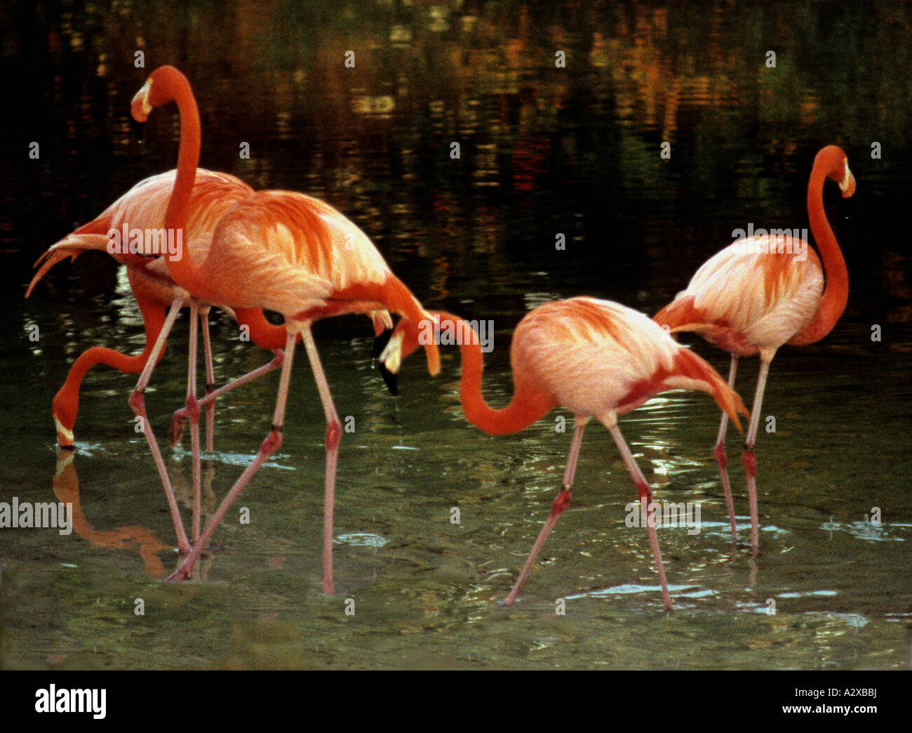 Five pink hi-res stock photography and images - Alamy