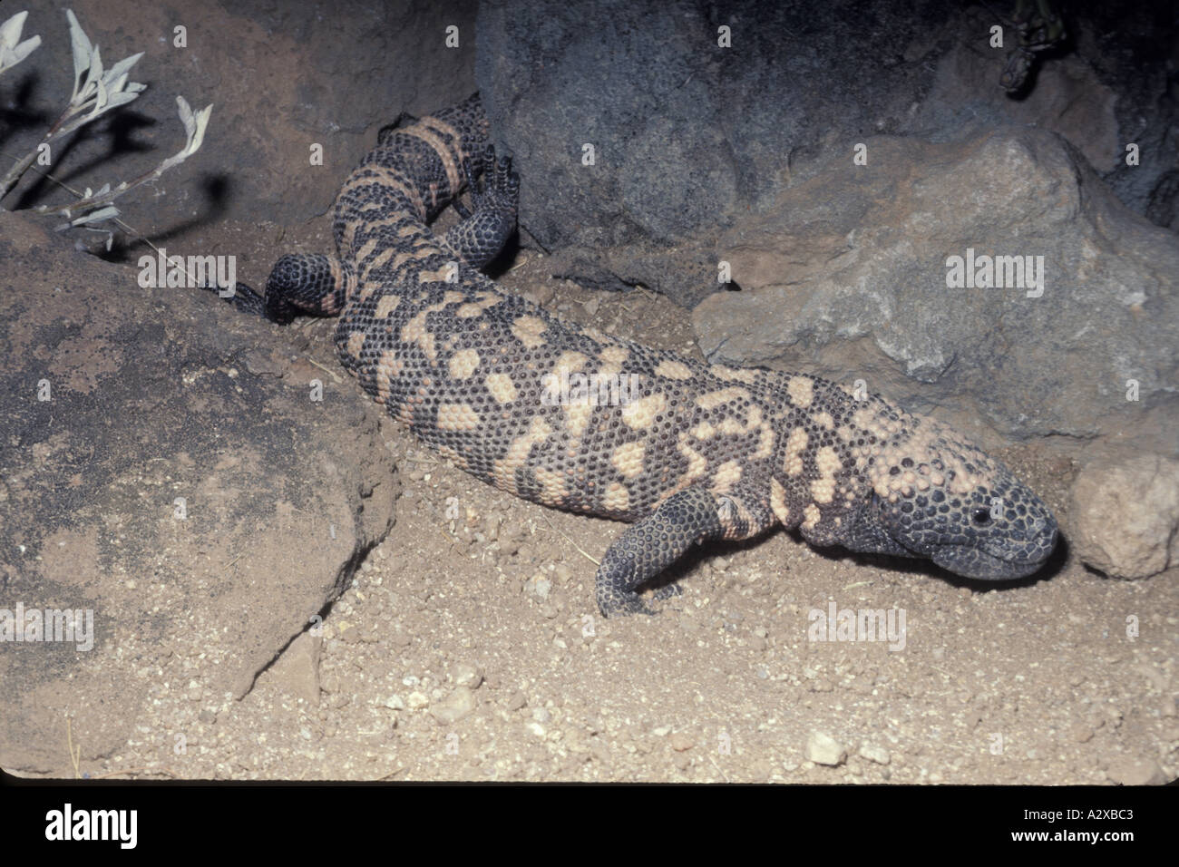 Gila monster in desert Heloderma suspectum Mexico Sanz VISUAL WRITTEN ...