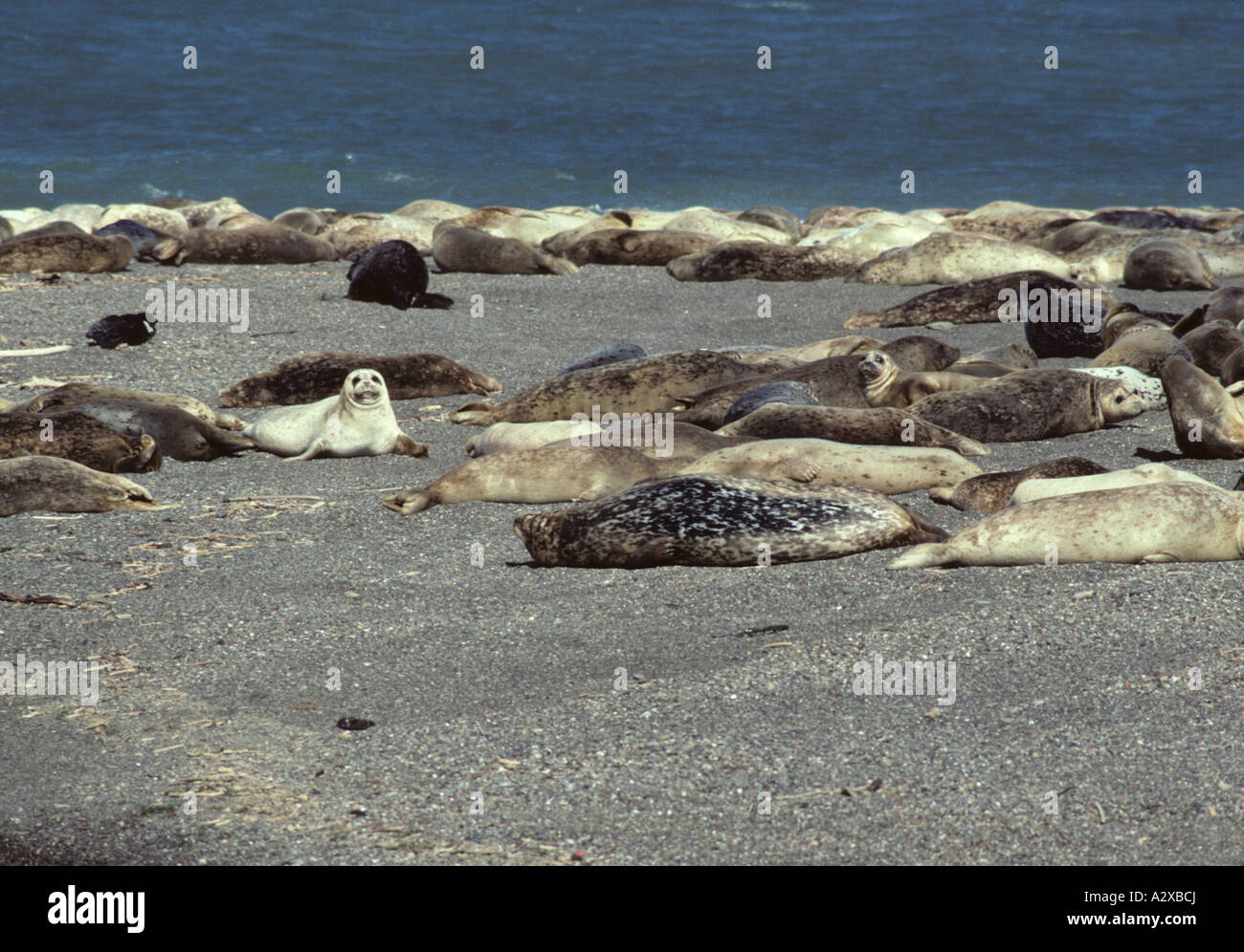 Elephant Seals, Point Reyes National Seashore, California 01 Stock ...