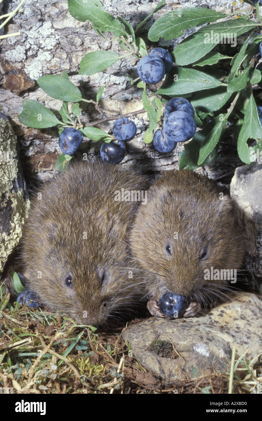 Aquatic rat Arvicola sapidus Spain male and female Sanz VISUAL WRITTEN ...