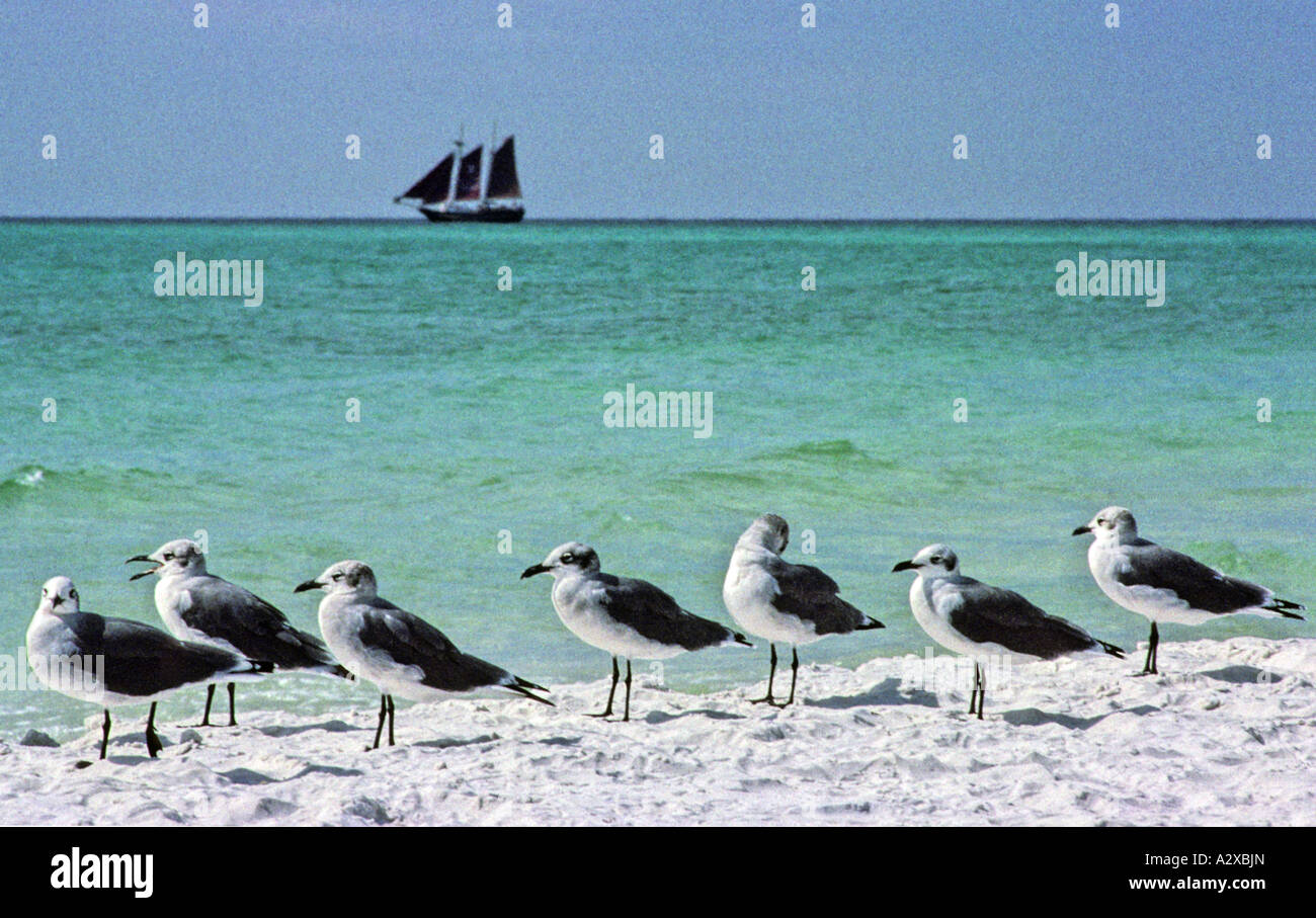 A line of seven segulls standing on a white sand beach, as a three-mast ...