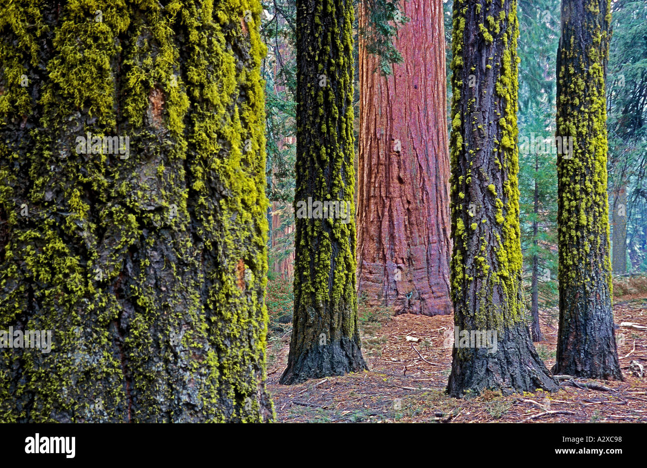 Variety of tree trunks at Sequoia National Park California USA Stock ...
