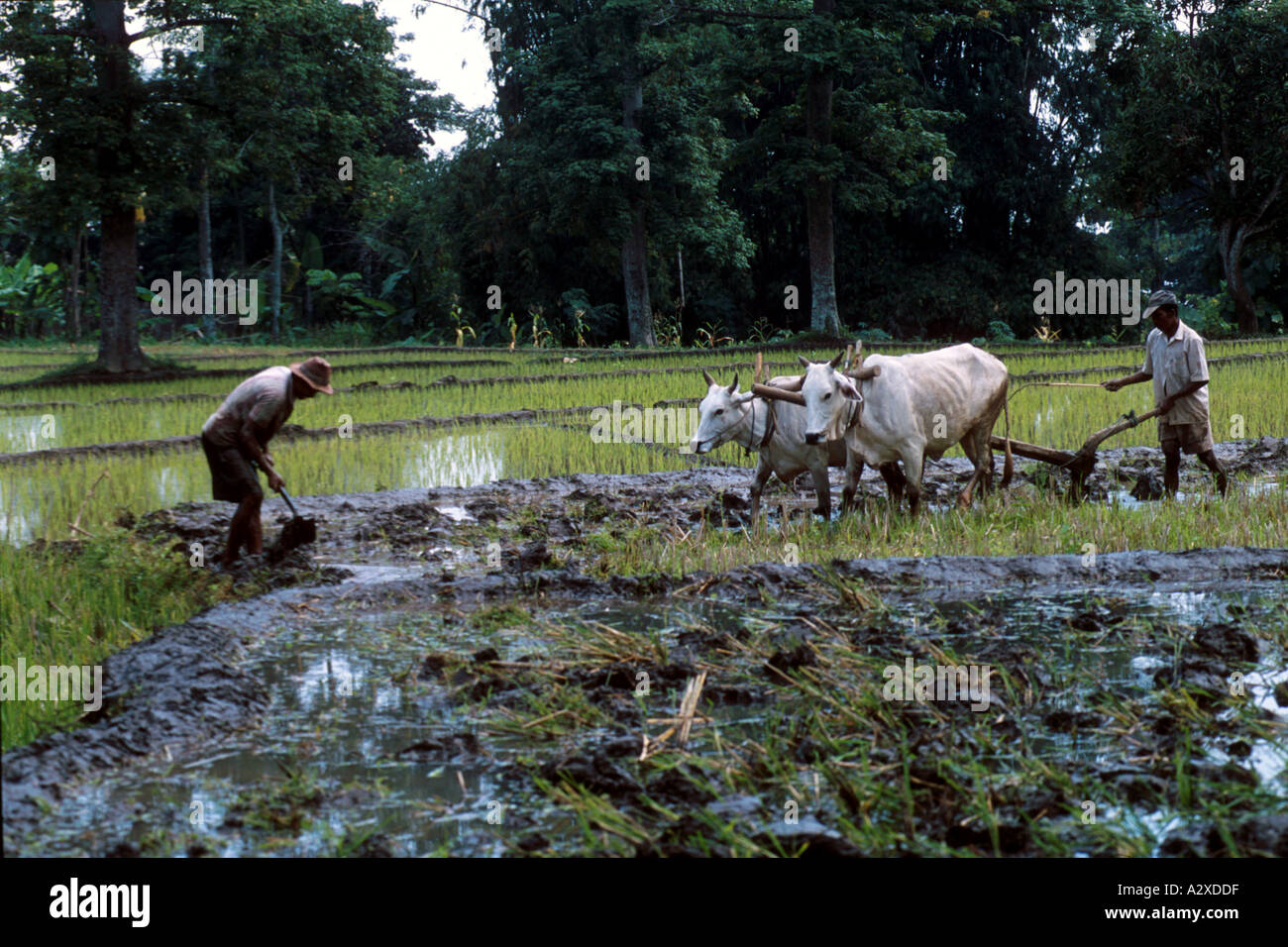 INDONESIA PLOUGHING RICE TERRACES IN EAST JAVA Photograph by Julio ...