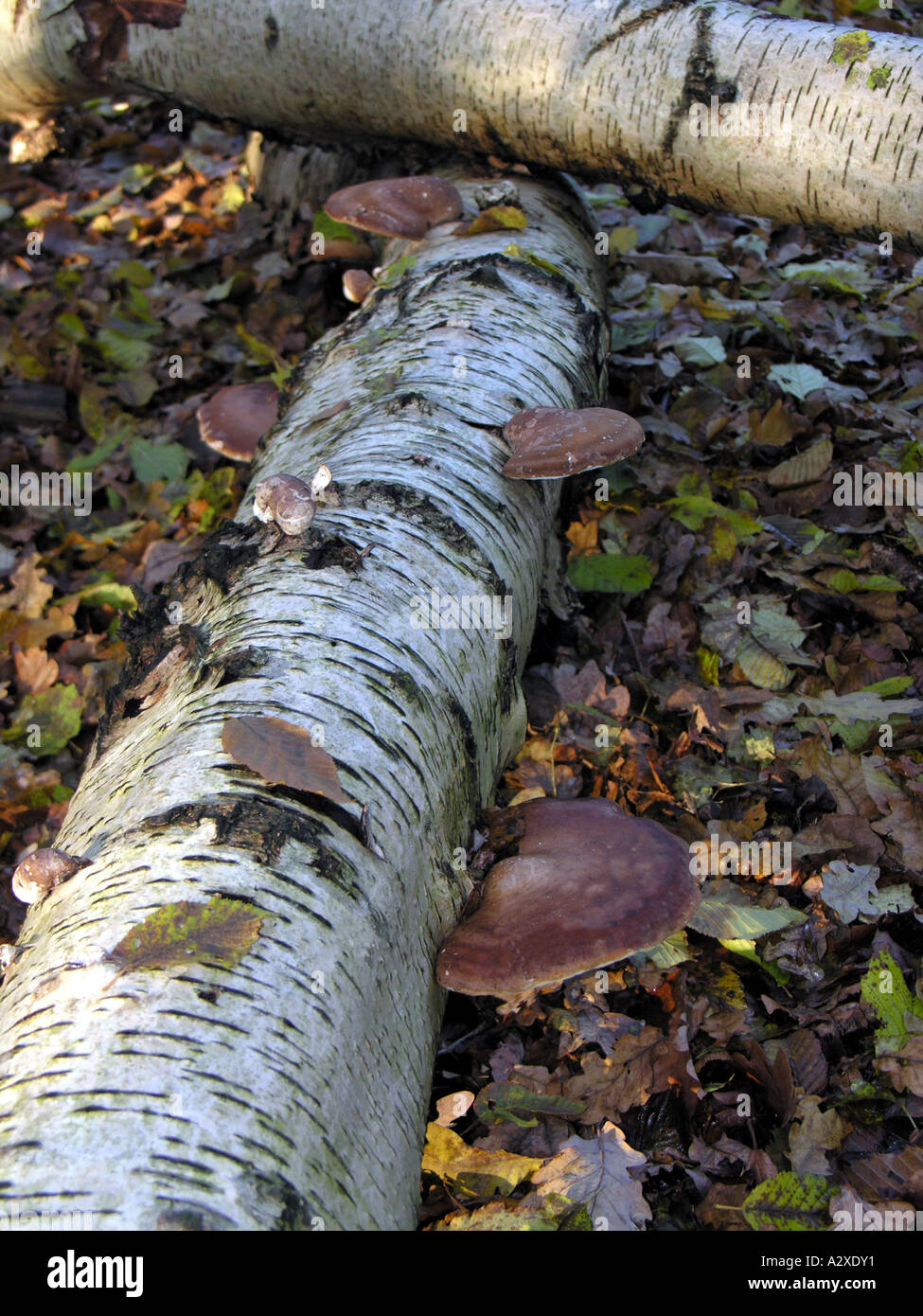 HORTICULTURE. PIPTOPORUS BETULINUS. BIRCH POLYPORE FUNGI Stock Photo ...