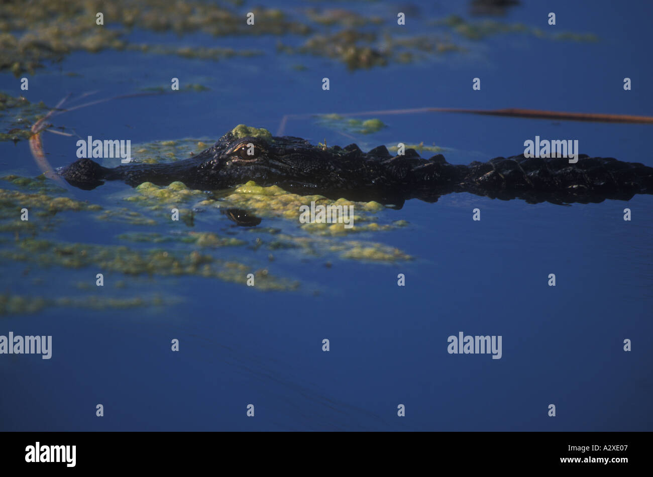 Alligator florida swamp hidden hi-res stock photography and images - Alamy