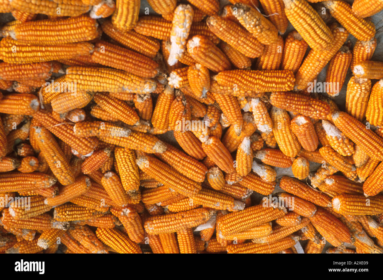 INDONESIA MAIZE DRYING IN THE SUN IN A VILLAGE IN EAST JAVA Photograph ...