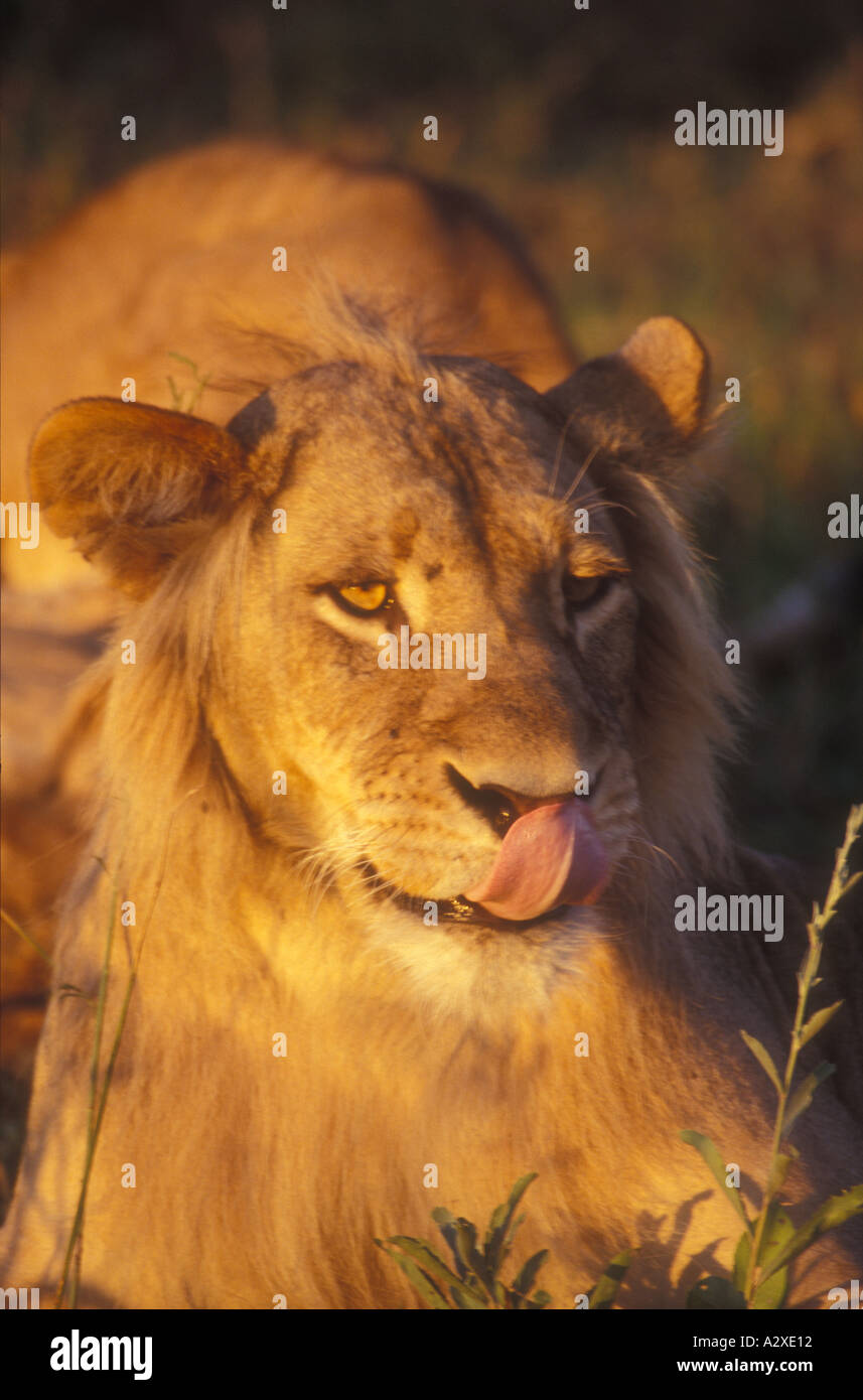 Maned lioness (Panthera leo) licking her lips Stock Photo - Alamy