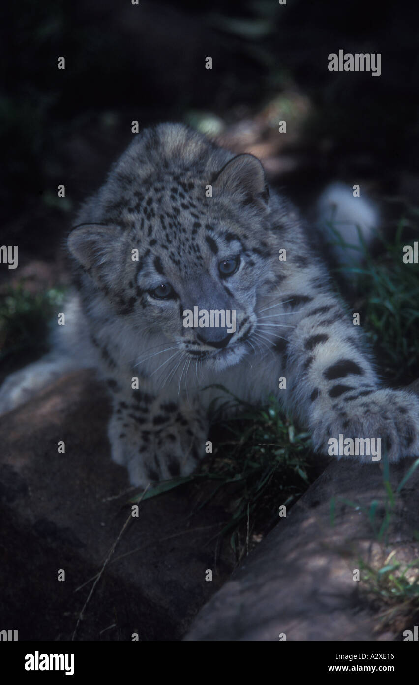 Playful leopard cub cute hi-res stock photography and images - Alamy