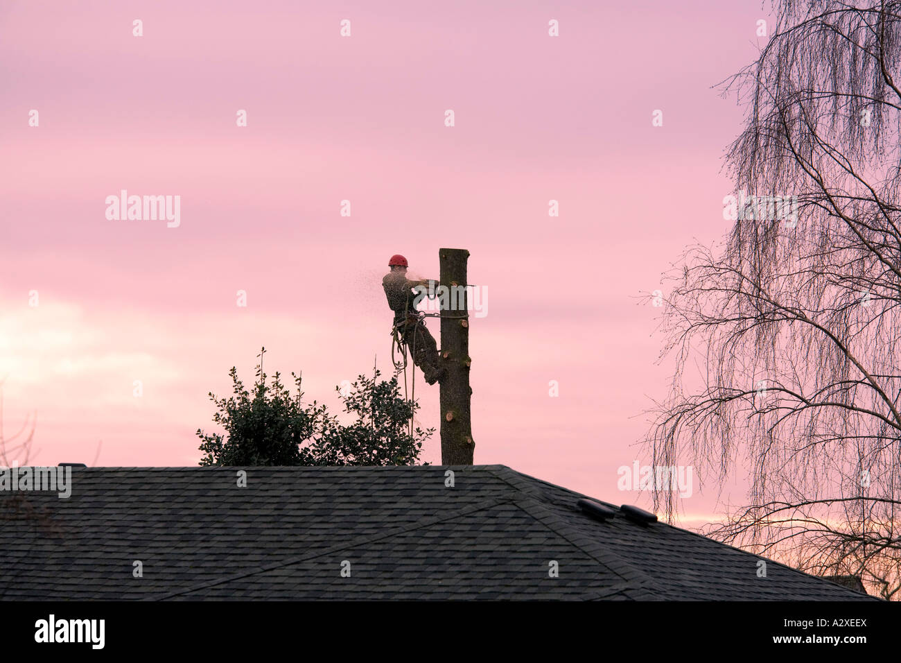 Man using chainsaw and safety equipment to cut down tall tree Seattle ...
