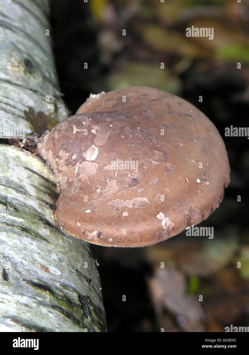 HORTICULTURE. PIPTOPORUS BETULINUS. BIRCH POLYPORE FUNGI Stock Photo ...