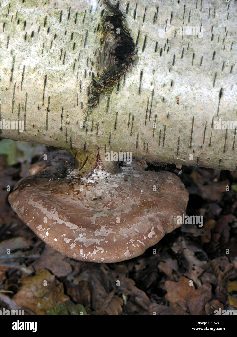 Timber rotting fungi hi-res stock photography and images - Alamy