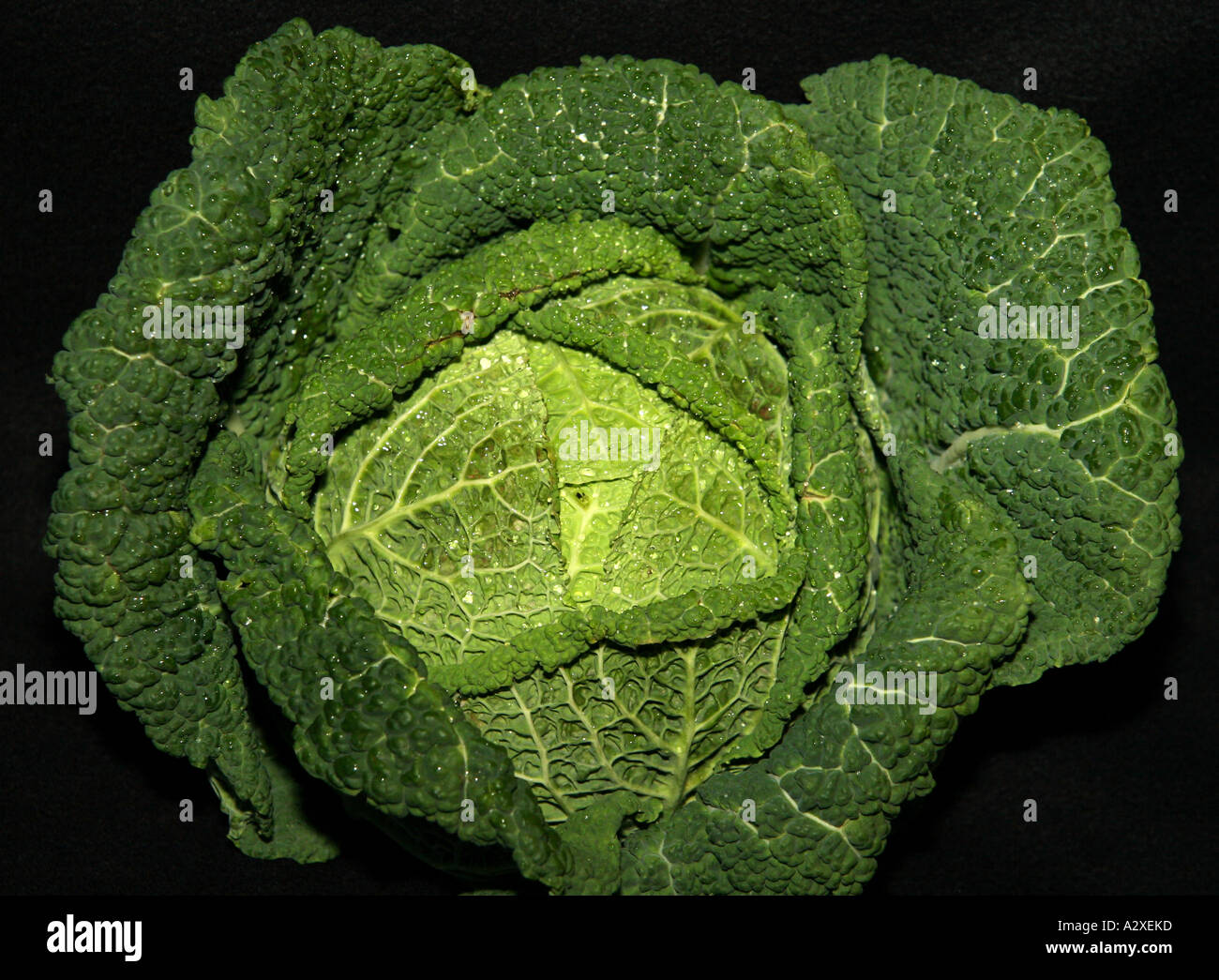 Crinkly cabbage hi-res stock photography and images - Alamy