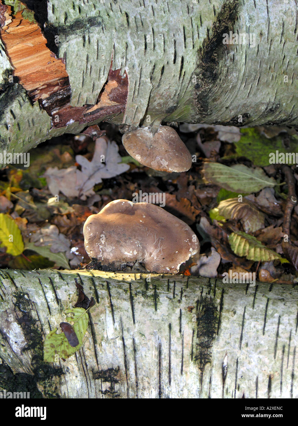 HORTICULTURE. PIPTOPORUS BETULINUS. BIRCH POLYPORE FUNGI Stock Photo ...