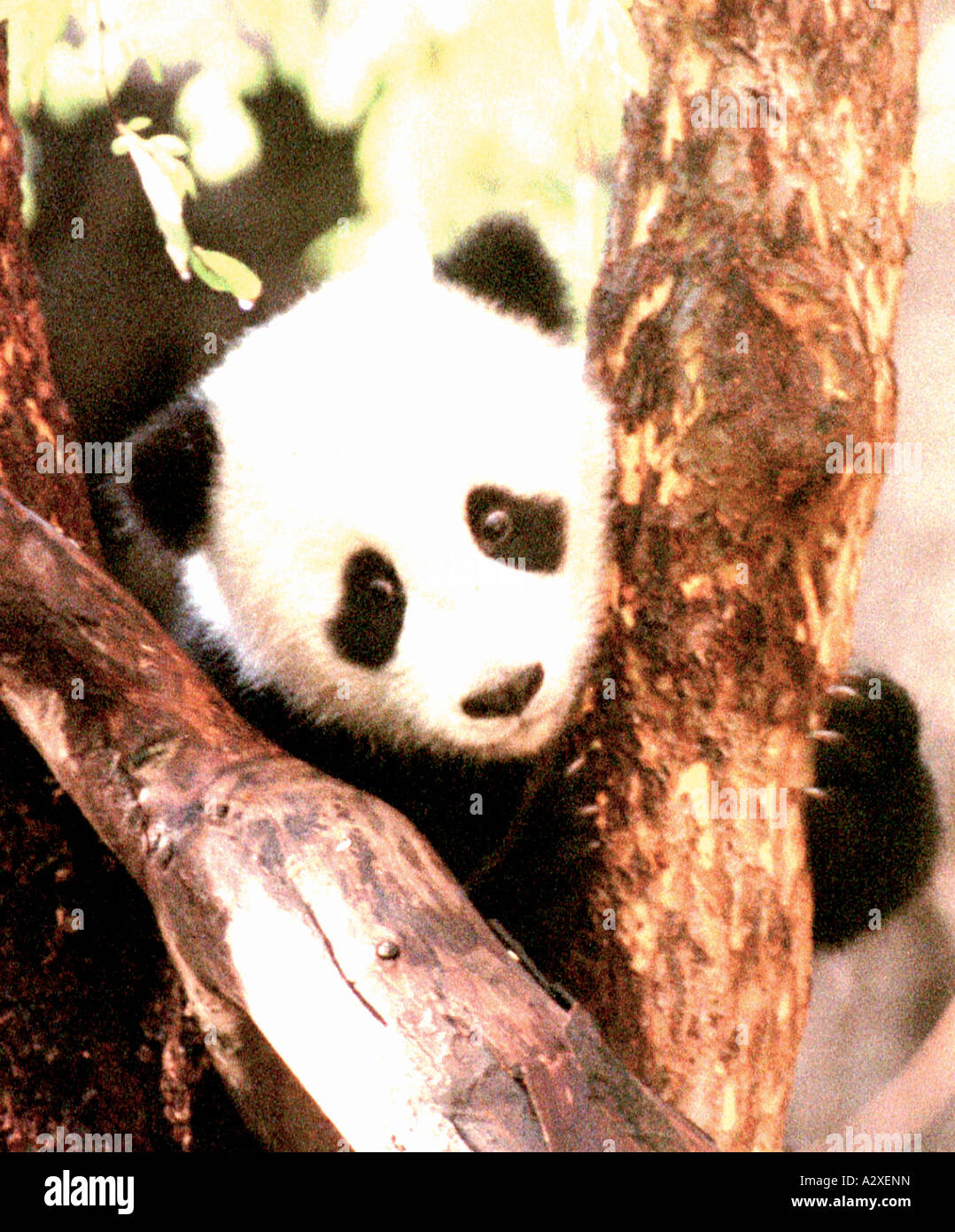 Panda baby mother cub hi-res stock photography and images - Alamy