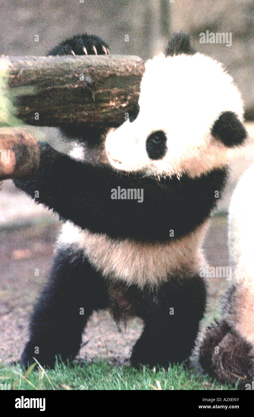 Baby Panda at play with mother Stock Photo - Alamy