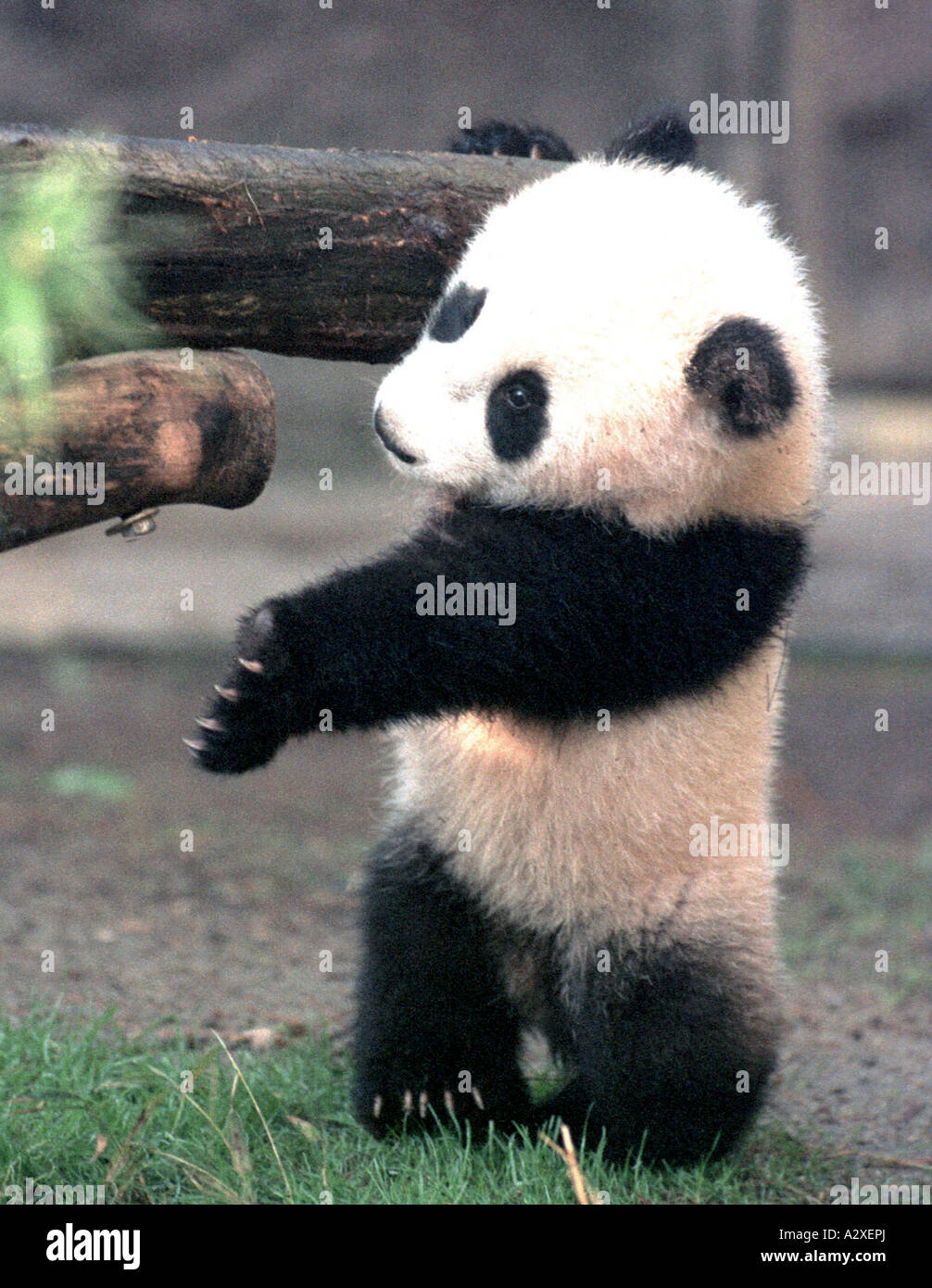 Baby Panda at play with mother Stock Photo - Alamy