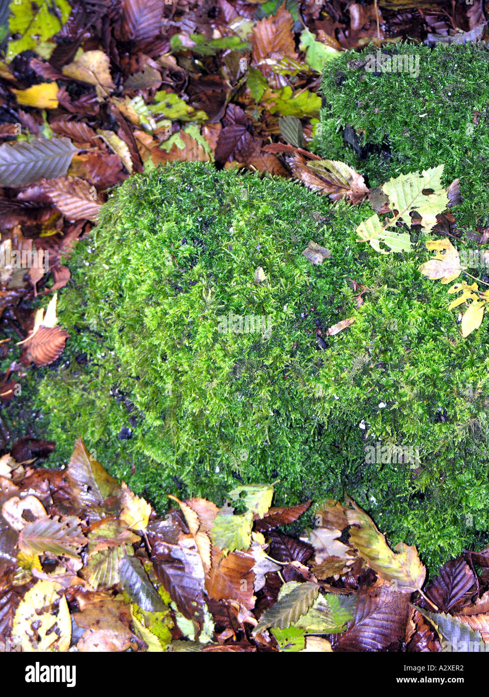 HORTICULTURE. MUSCI. MOSS GROWING ON AN OLD TREE STUMP Stock Photo - Alamy