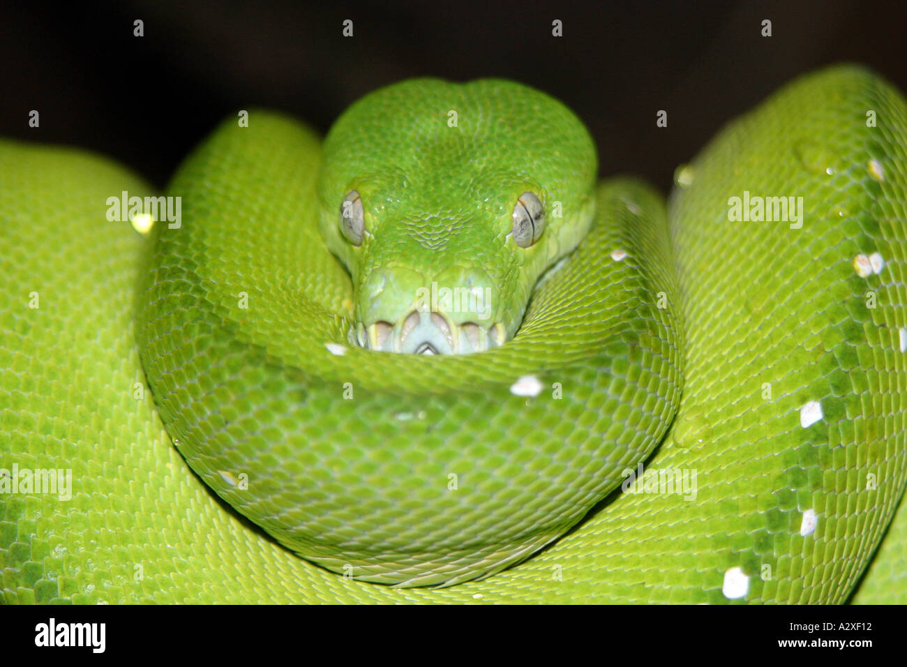 Green Tree Snake Stock Photo - Alamy