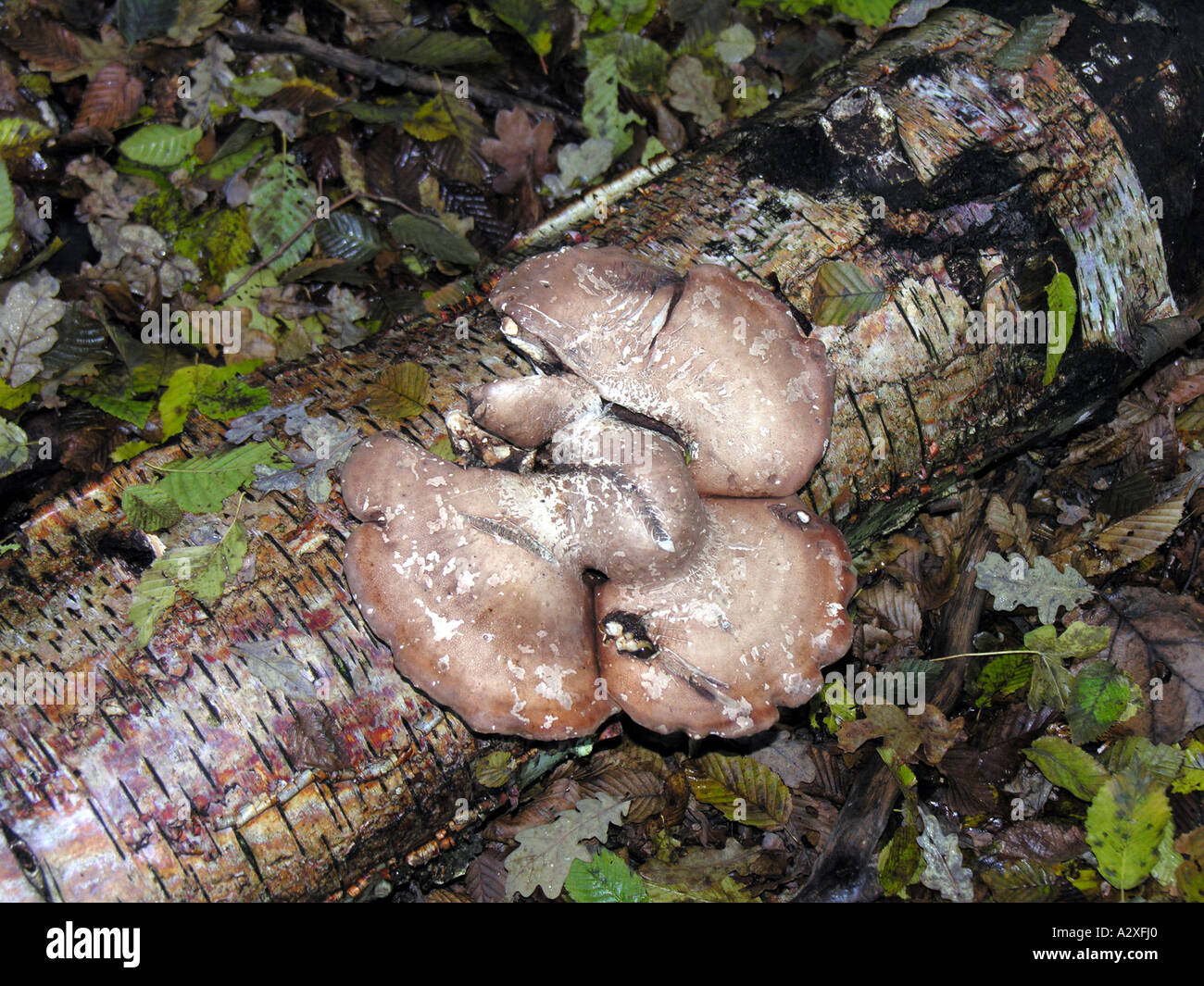 HORTICULTURE. PIPTOPORUS BETULINUS. BIRCH POLYPORE FUNGI Stock Photo ...