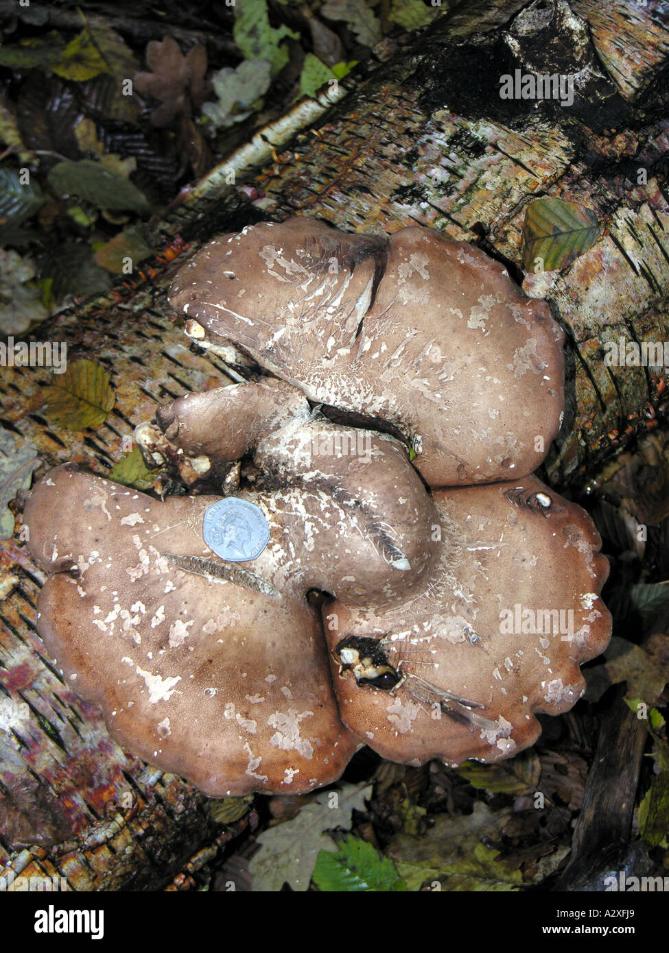 HORTICULTURE. PIPTOPORUS BETULINUS. BIRCH POLYPORE FUNGI Stock Photo ...