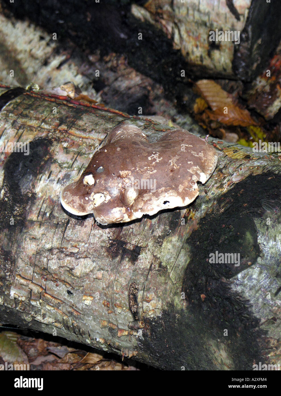 HORTICULTURE. PIPTOPORUS BETULINUS. BIRCH POLYPORE FUNGI Stock Photo ...