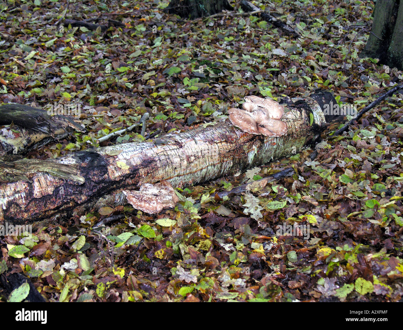 HORTICULTURE. PIPTOPORUS BETULINUS. BIRCH POLYPORE FUNGI Stock Photo ...