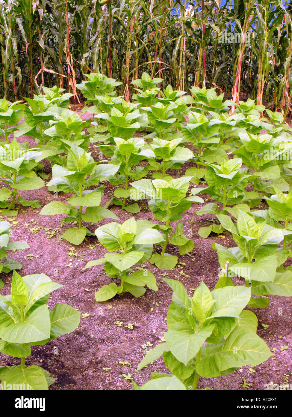 Chewing tobacco leaves hi-res stock photography and images - Alamy