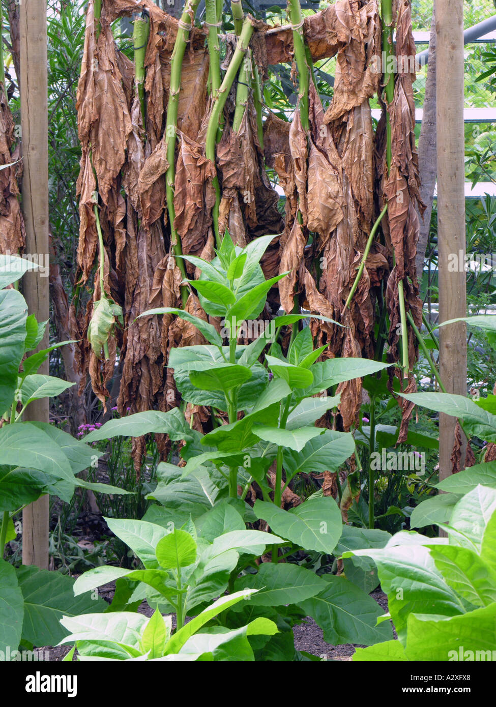 Chewing tobacco leaves hi-res stock photography and images - Alamy