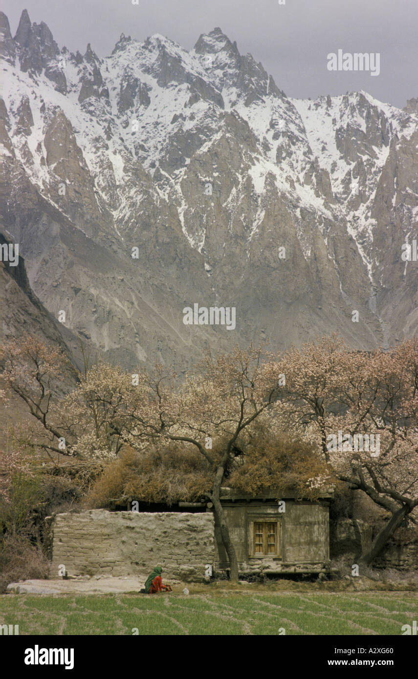 Upper Indus Valley Pakistan, 1990; Almond trees in blossom in the ...