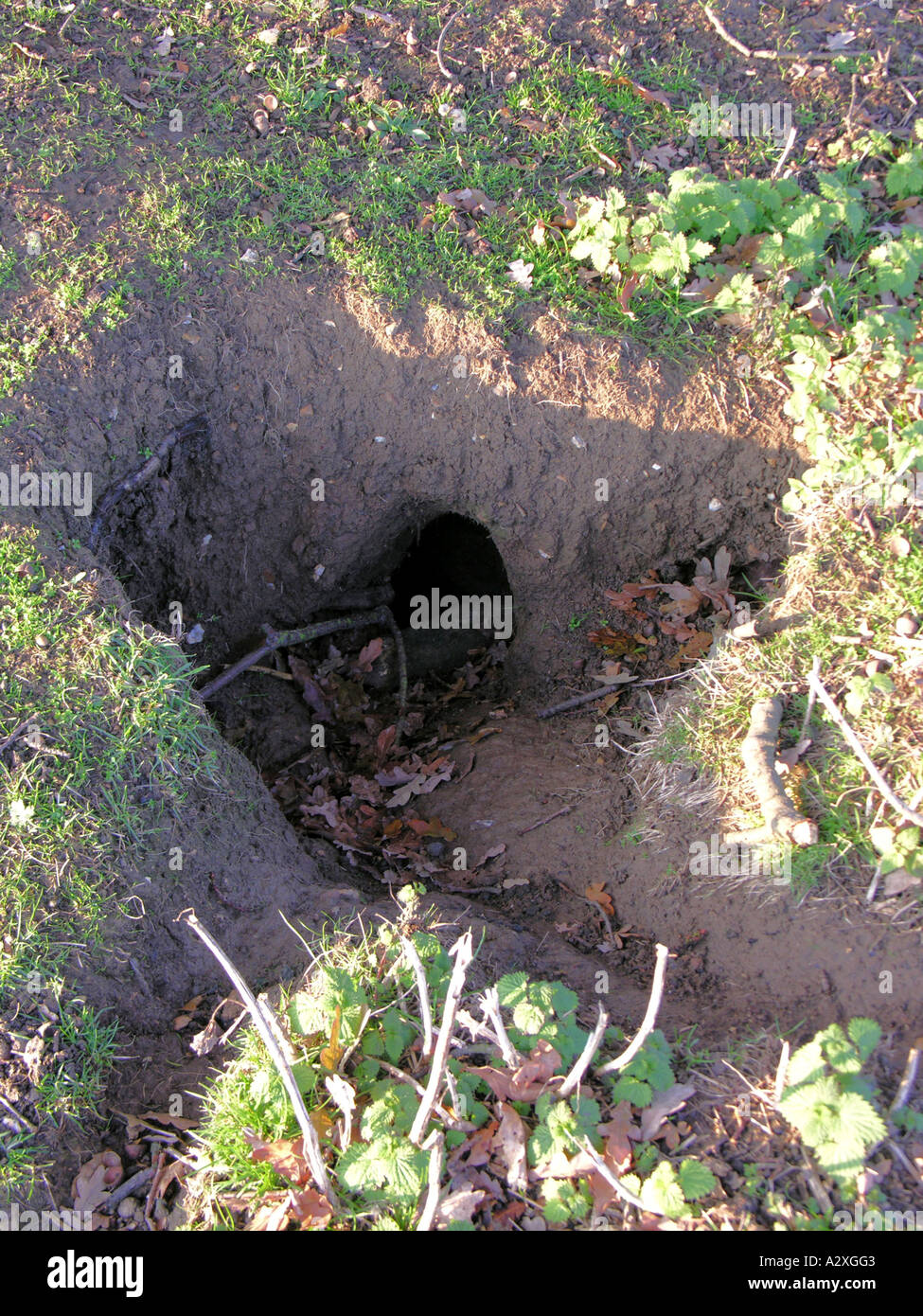 NATURE. RABBIT WARRENS Stock Photo - Alamy