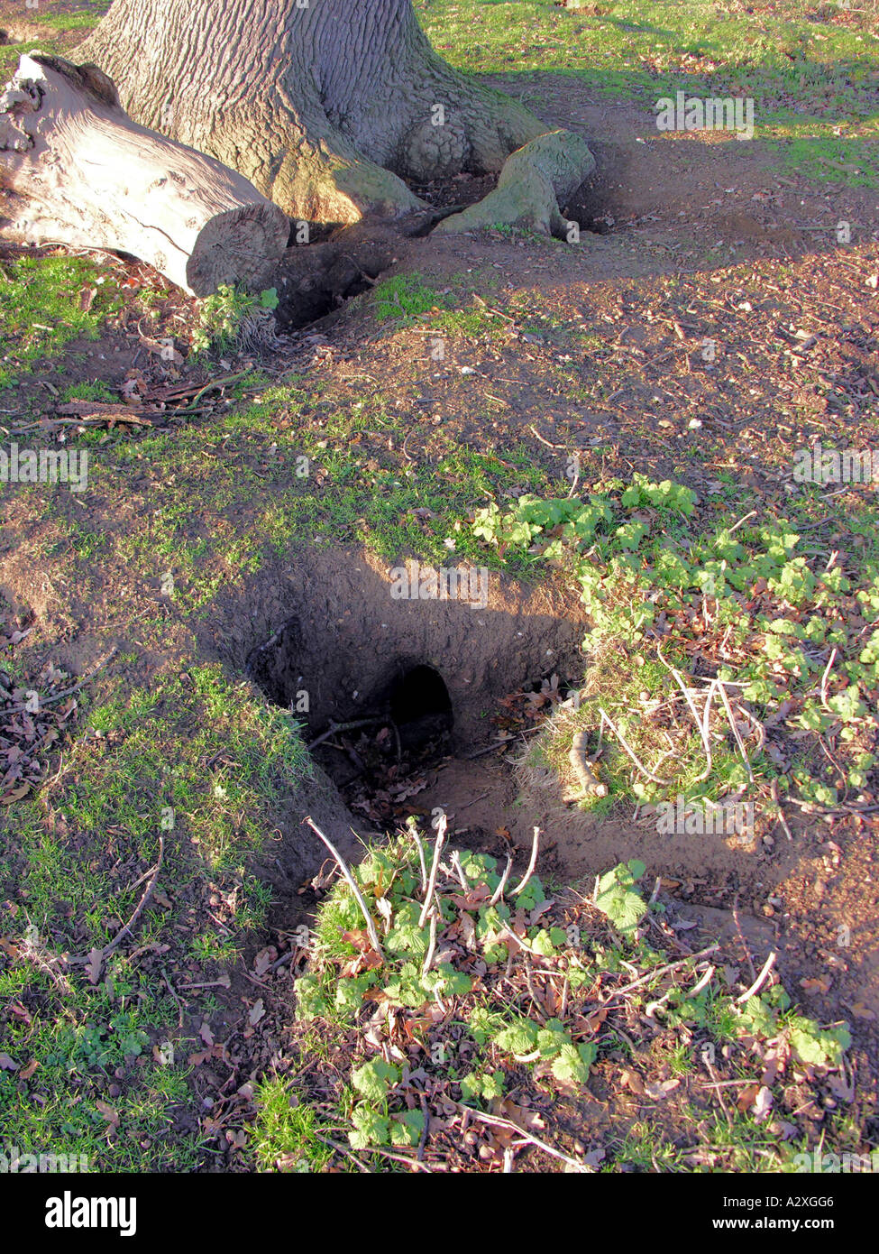 NATURE. RABBIT WARRENS Stock Photo - Alamy