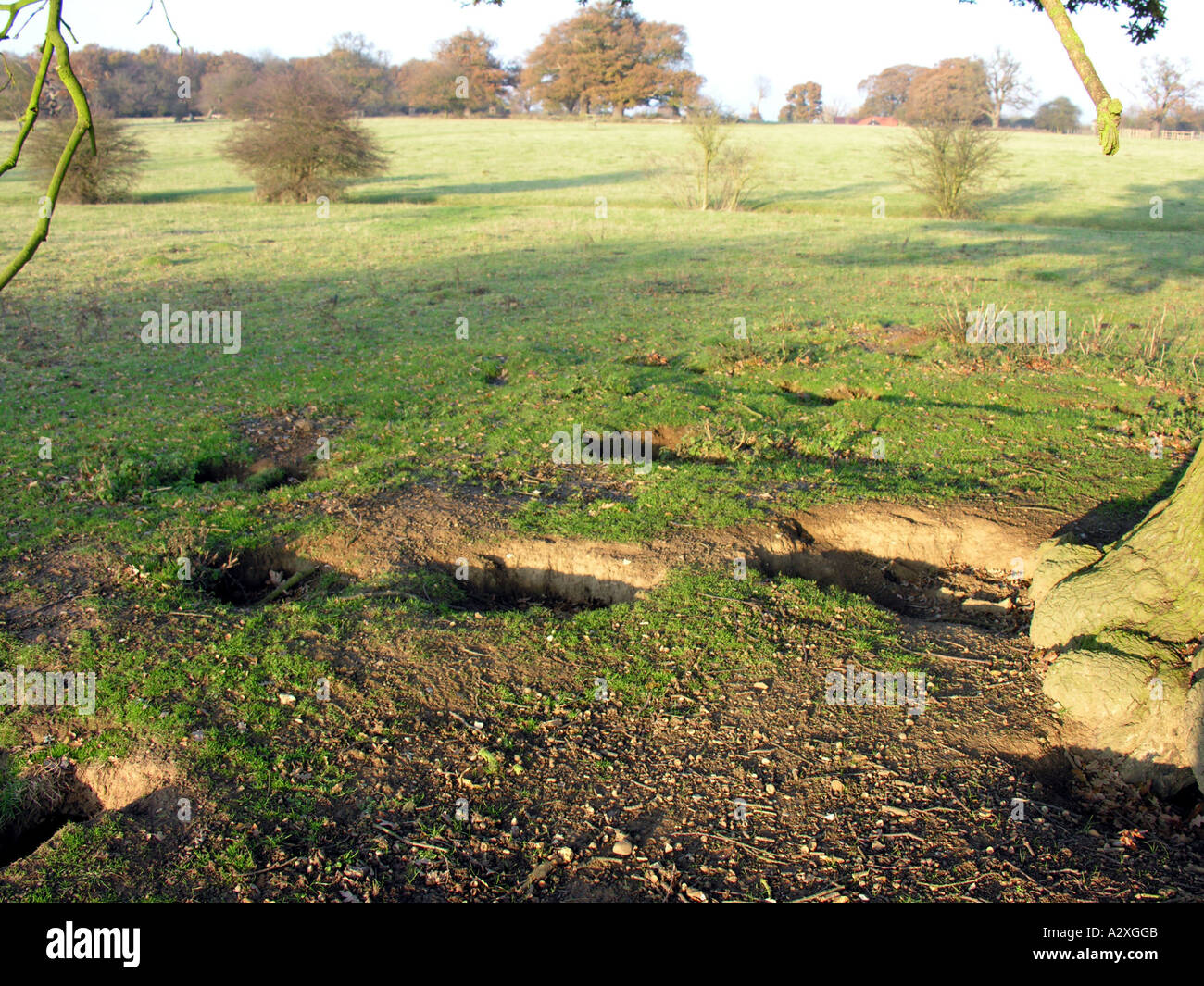 NATURE. RABBIT WARRENS Stock Photo - Alamy