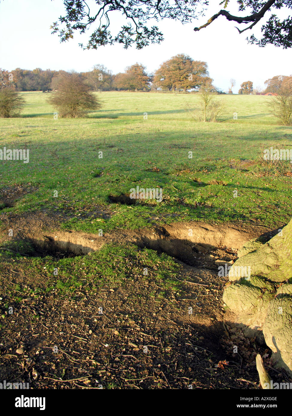 NATURE. RABBIT WARRENS Stock Photo - Alamy