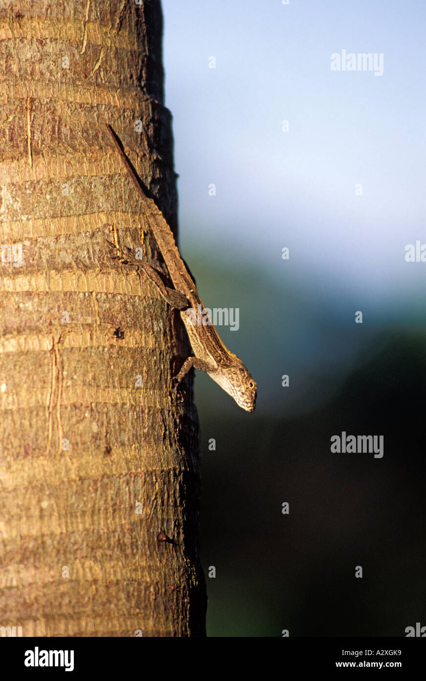 Caribbean gecko hi-res stock photography and images - Alamy