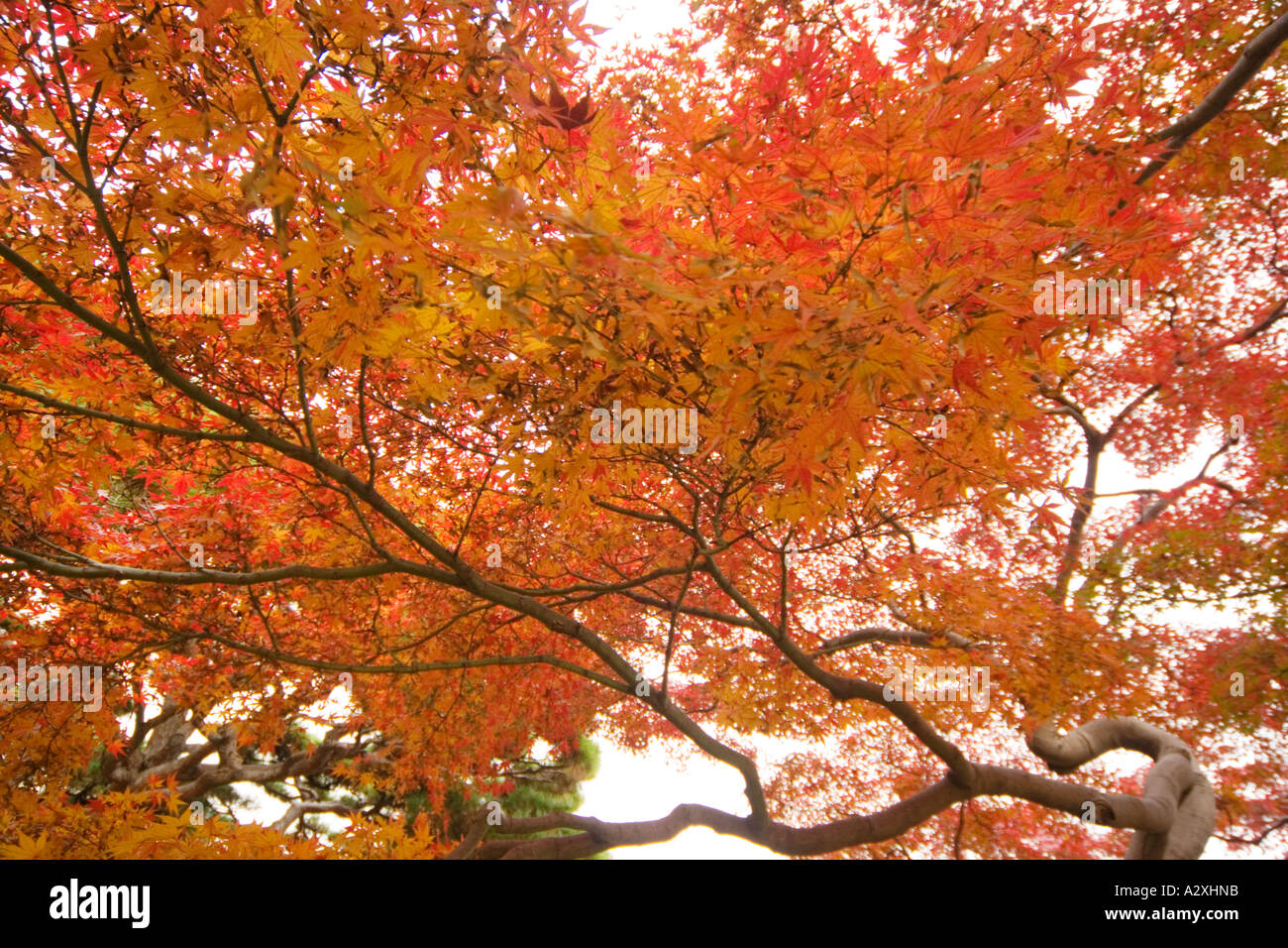 Tokyo Japan Hamarikyu Garden near the Sumida river Acer tree in red ...