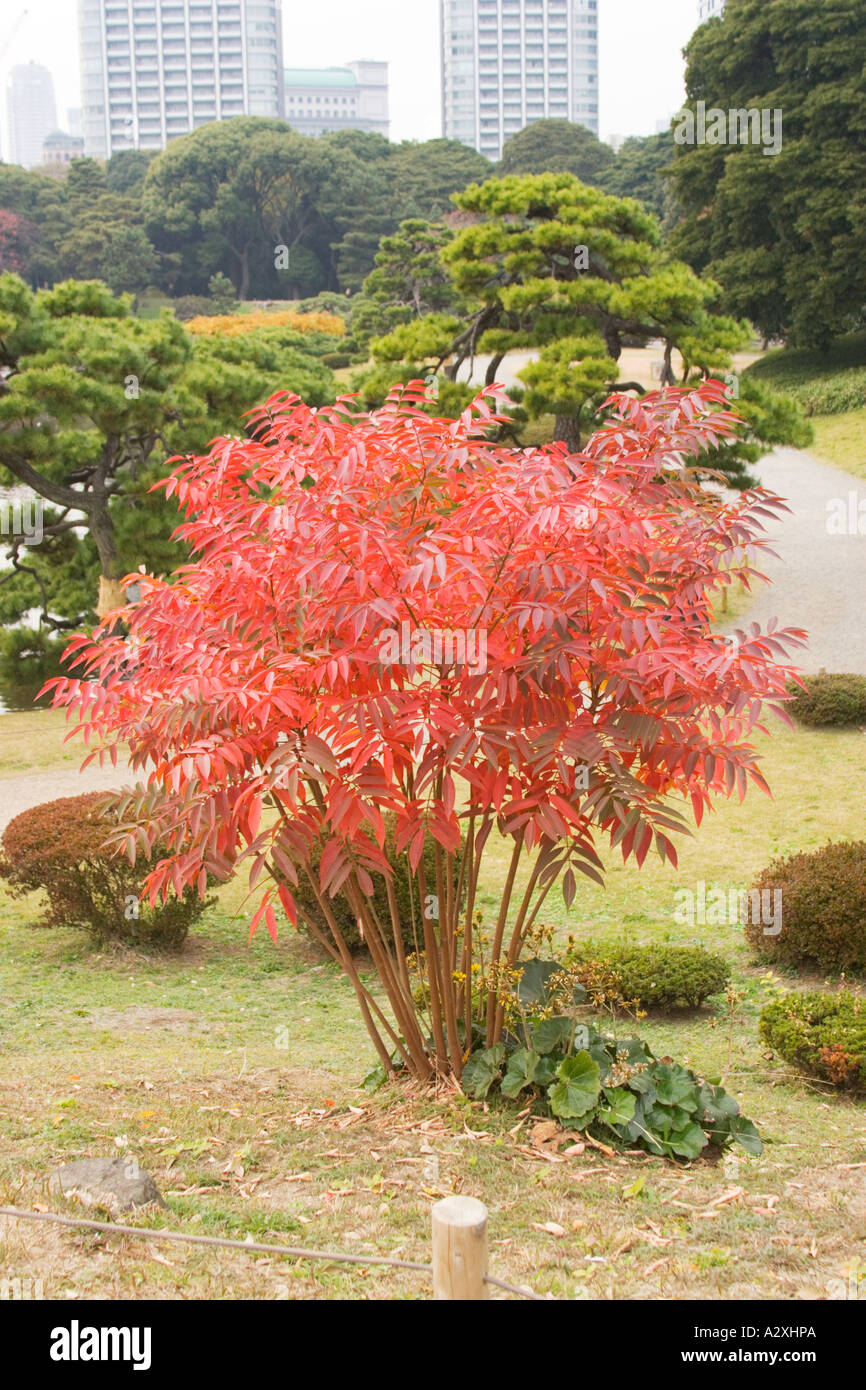 Tokyo Japan Hamarikyu Garden near the Sumida river Red tree showing ...