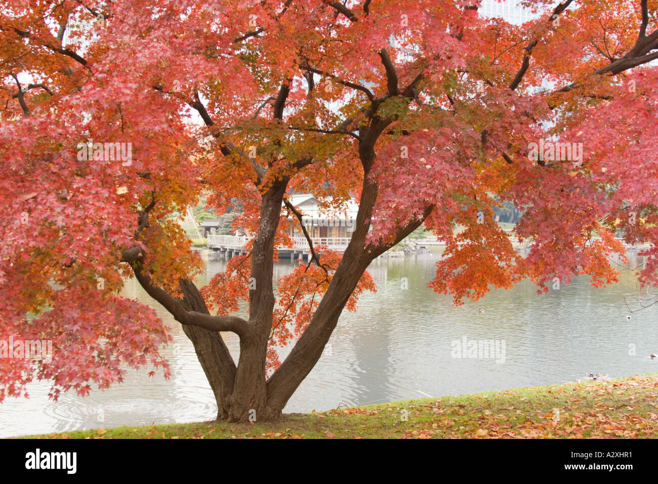 Tokyo Japan Hamarikyu Garden near the Sumida river Acer tree in red ...