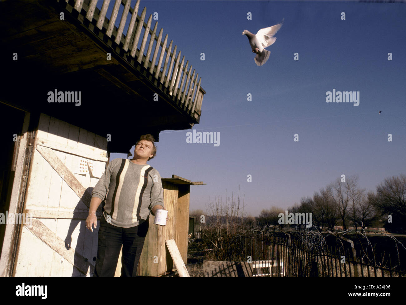 man releasing pigeons from loft Stock Photo - Alamy
