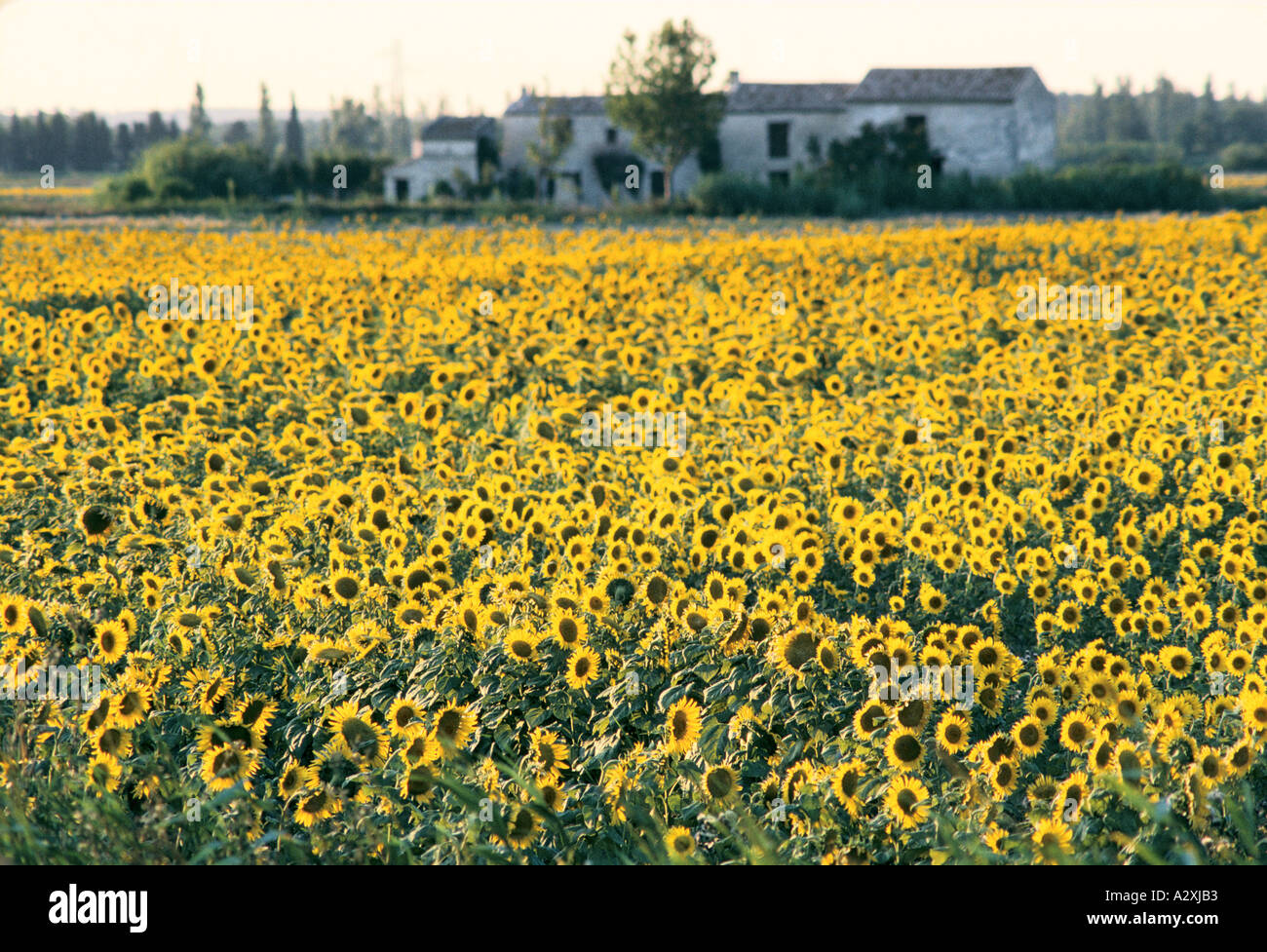 sunflower fields around arles provence france Stock Photo - Alamy