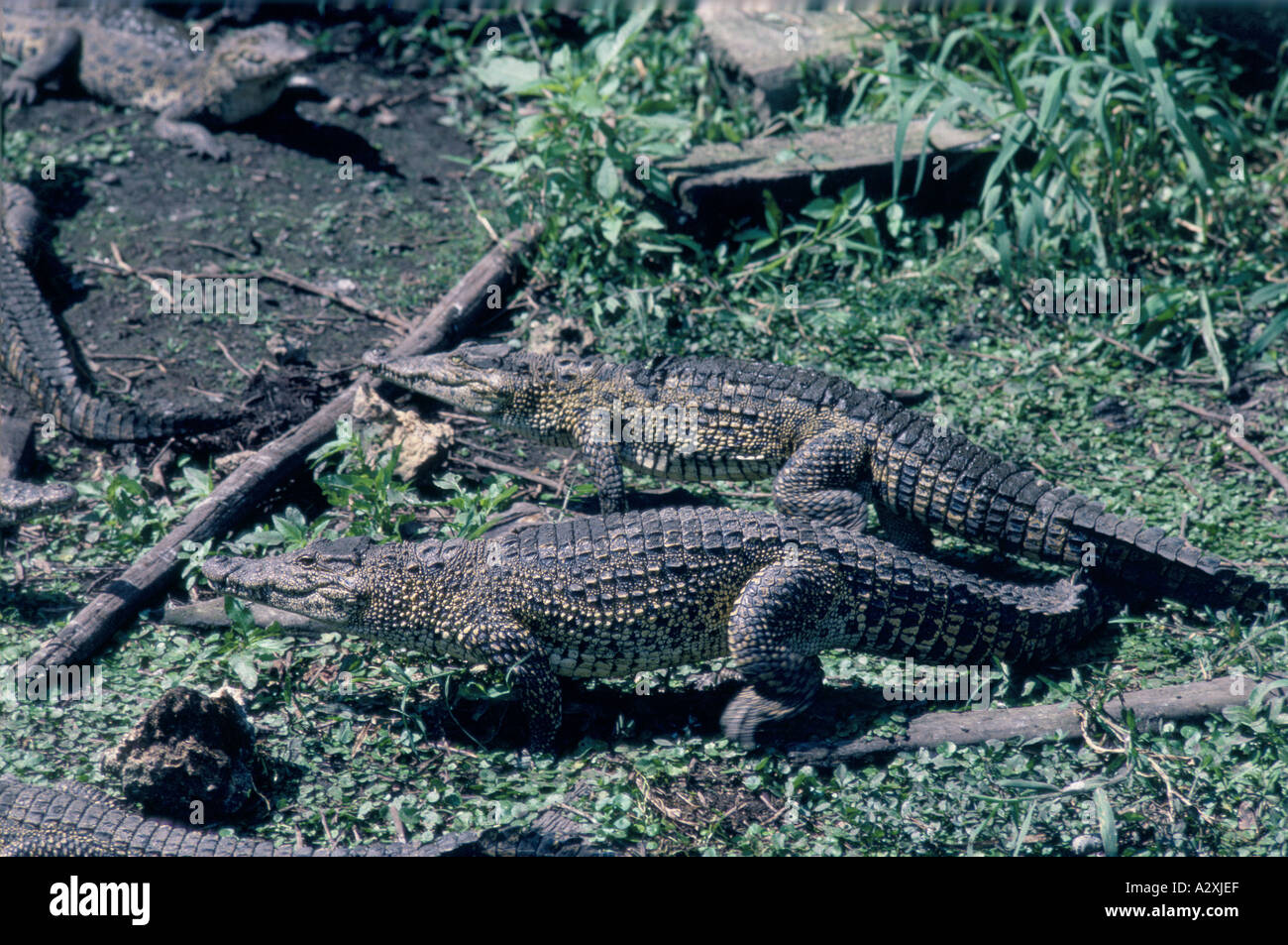 4 small crocodiles on scrubby grass Stock Photo - Alamy