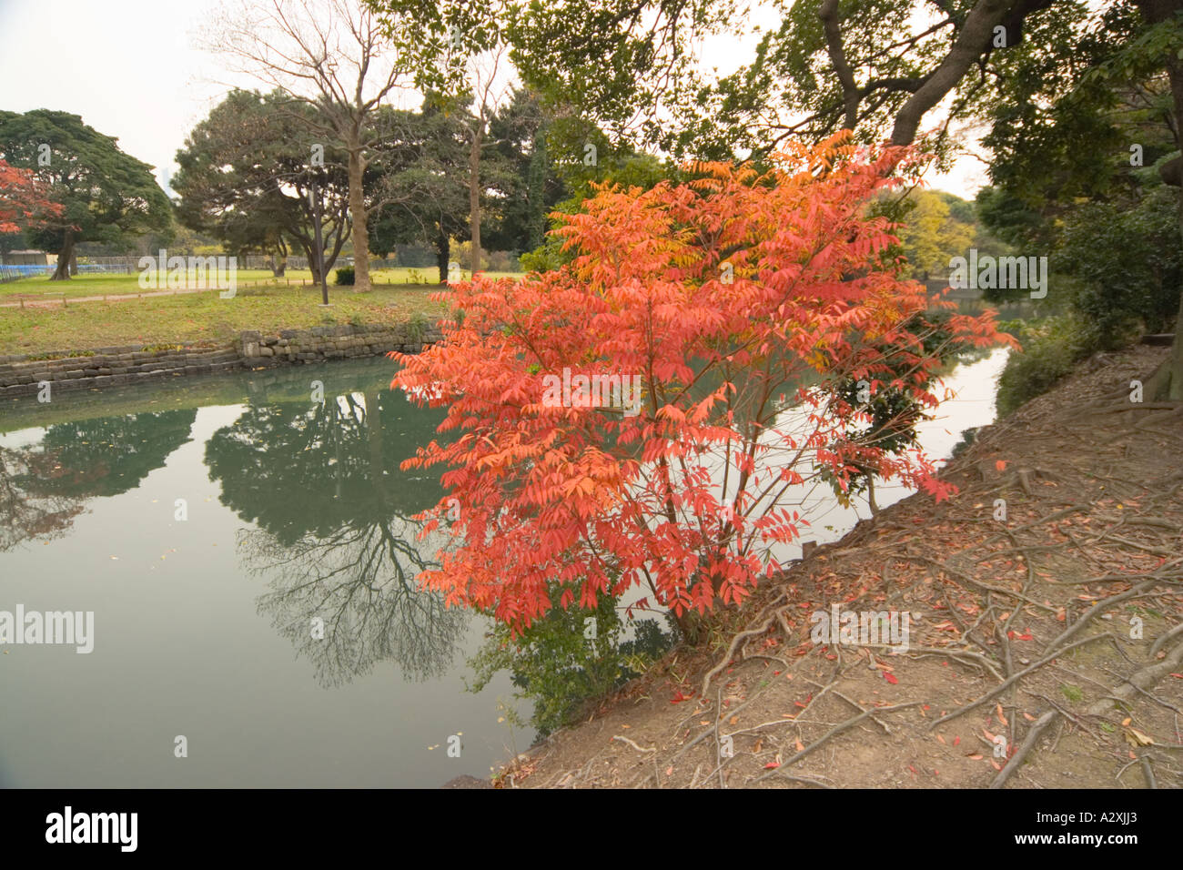 Tokyo Japan Hamarikyu Garden near the Sumida river Acer tree in red ...