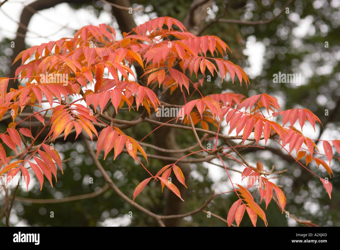 Tokyo Japan Hamarikyu Garden near the Sumida river Acer tree in red ...