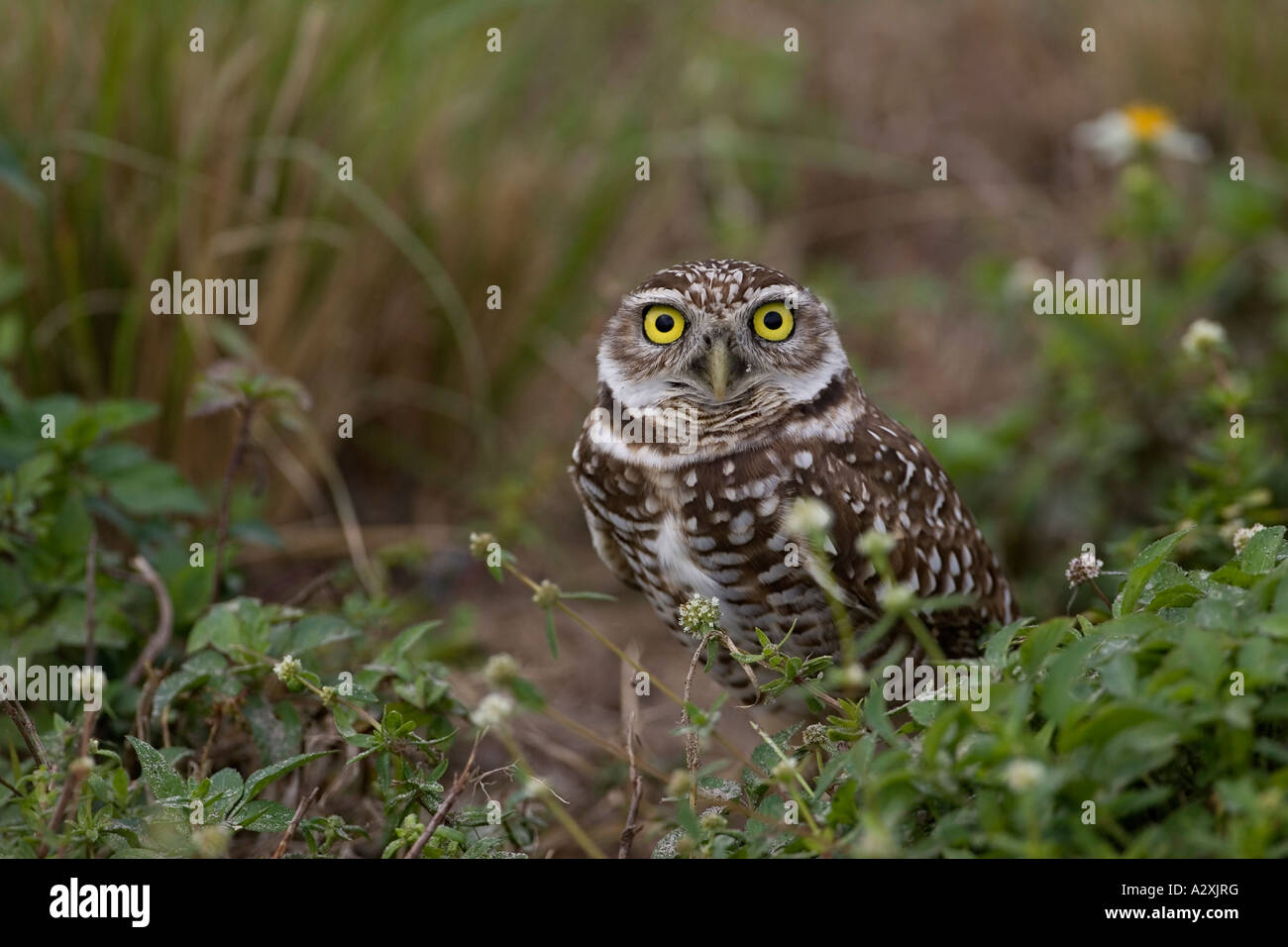 Athene cunicularia Burrowing Owl Stock Photo - Alamy