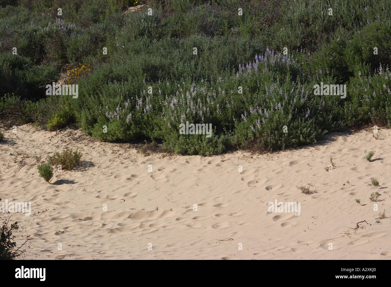 Oceano Sand Dunes Stock Photo - Alamy