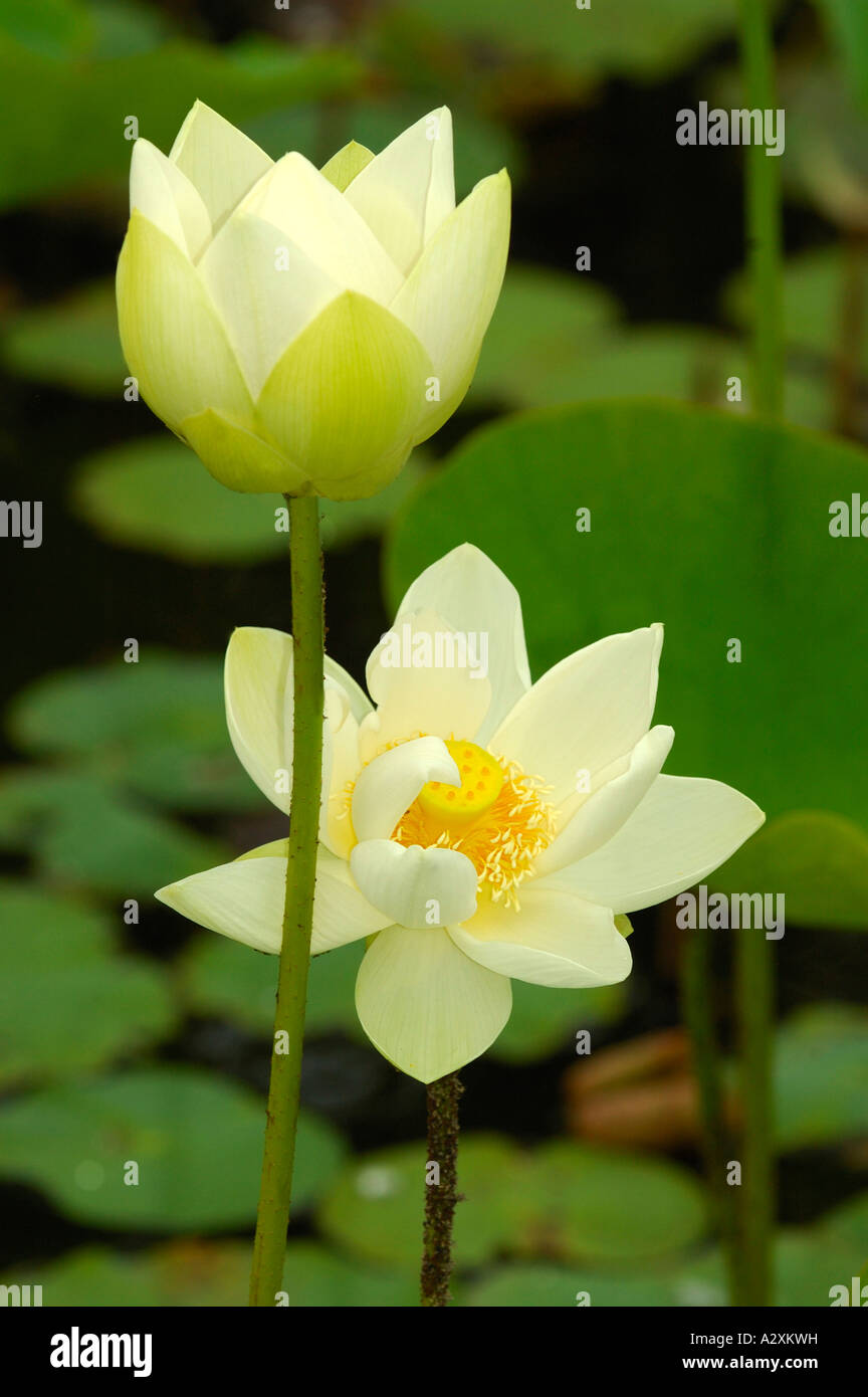 Indian Lotus, Nelumbo nucifera Stock Photo - Alamy
