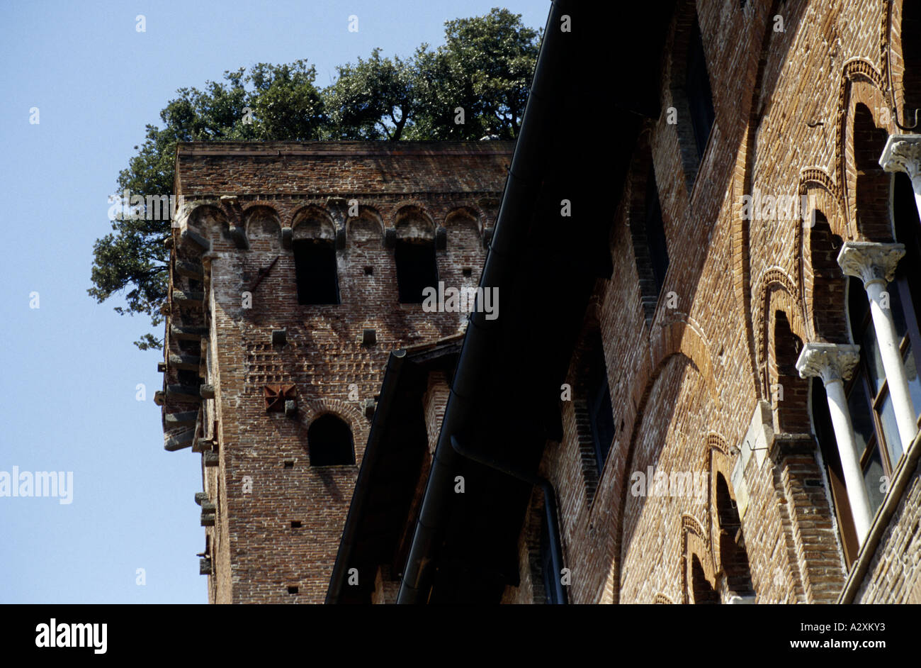 Famous tower of the Guinigi Tower, Lucca, Tuscany, Italy Stock Photo ...