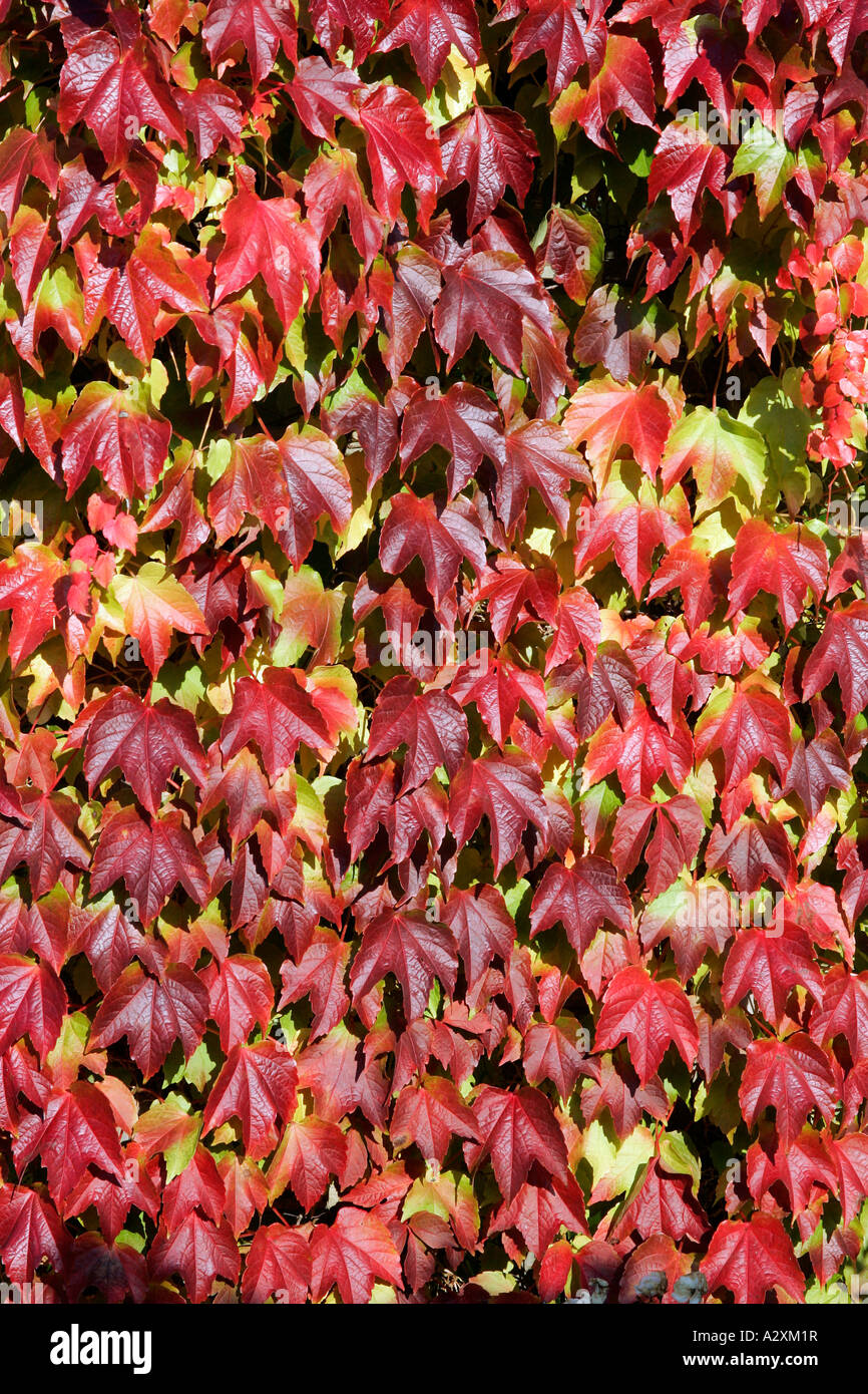 Boston ivy - japanese creeper - japanese ivy (Parthenocissus ...